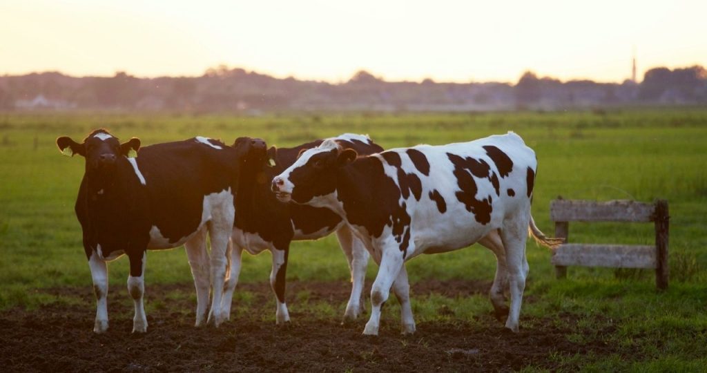 Nebraska Beef Production I Cannonball Express Transportation, LLC ...